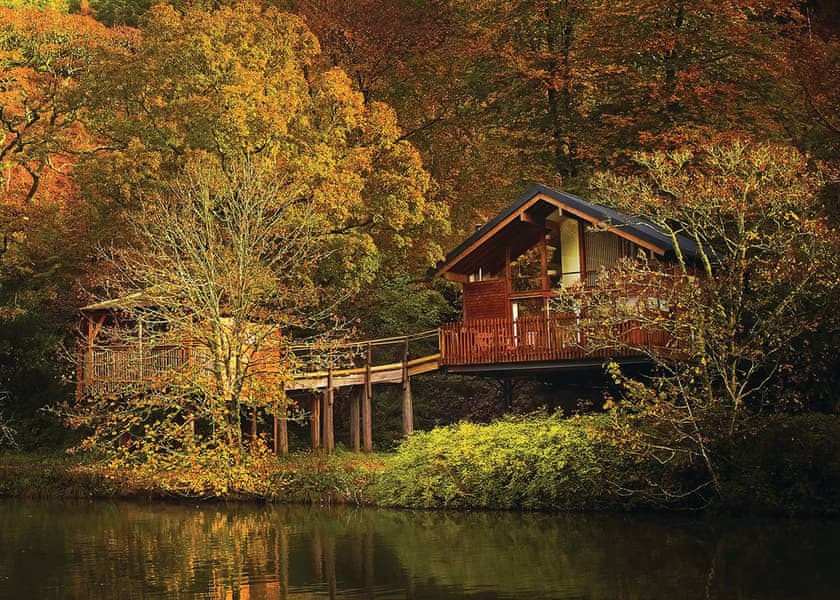 Golden Oak Treehouse - Deerpark Forest - Lodges - Book Online - Hoseasons